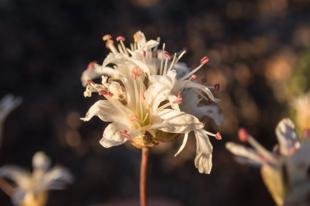 ballhead sandwort from Alpine County, CA, USA on June 27, 2022 at 02:11 ...