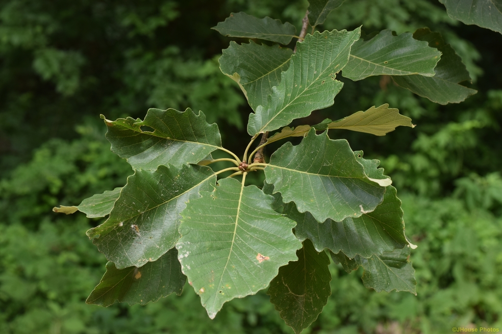 swamp chestnut oak from Craighead County, AR, USA on June 28, 2022 at ...