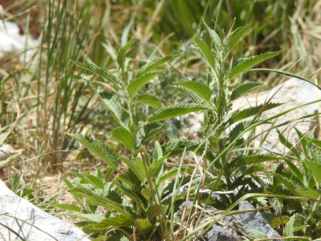 hoary nettle from Mt Charleston, NV 89124, USA on June 13, 2022 at 11: ...