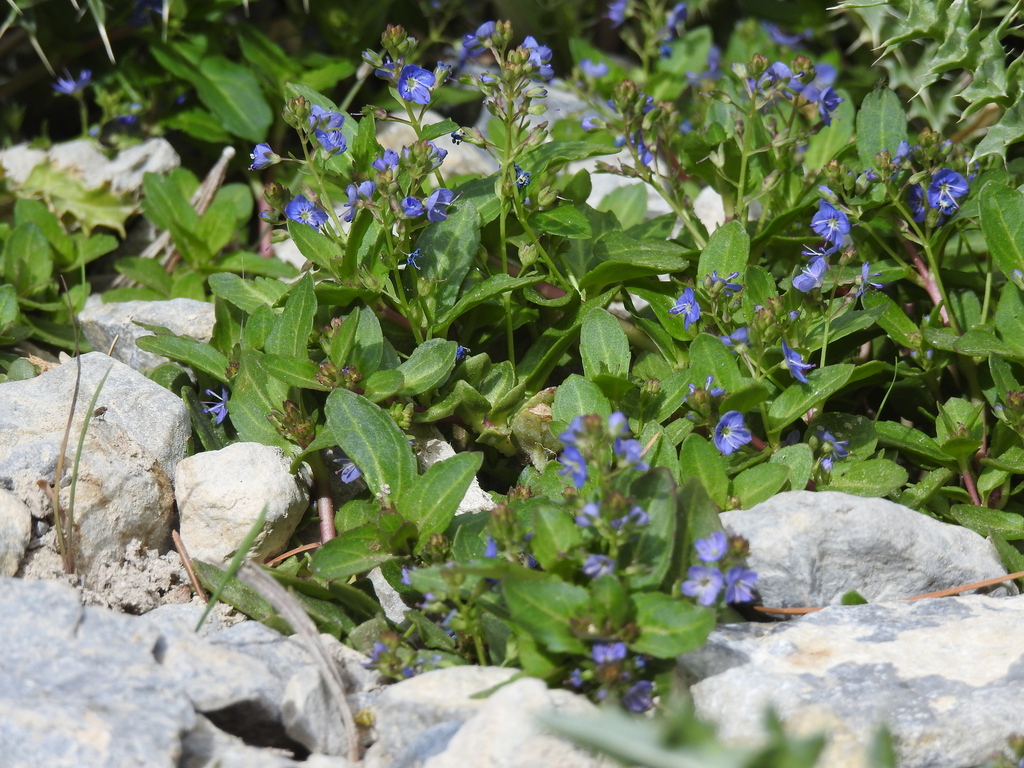 American brooklime from Mt Charleston, NV 89124, USA on June 13, 2022 ...