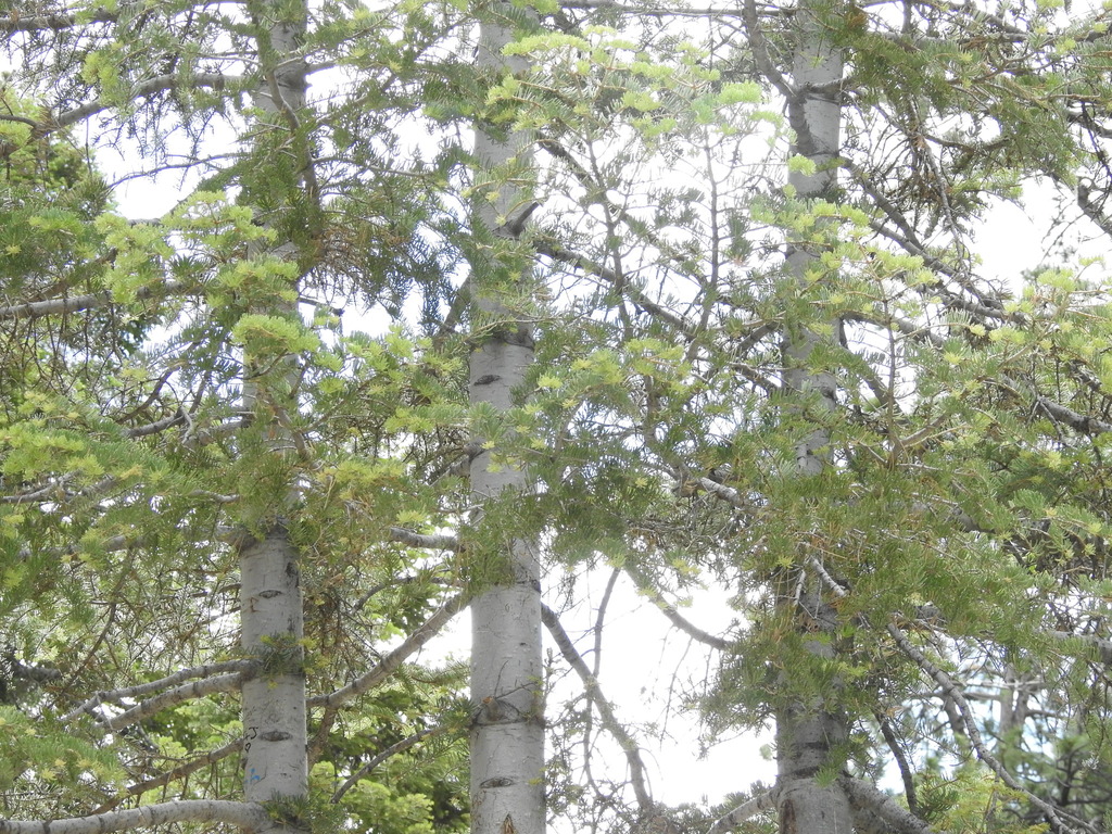 white fir from Mt Charleston, NV 89124, USA on June 13, 2022 at 11:56 ...