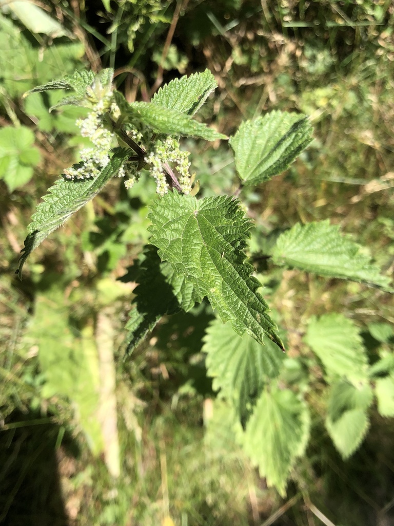 great stinging nettle in June 2022 by Naturalist Jared · iNaturalist
