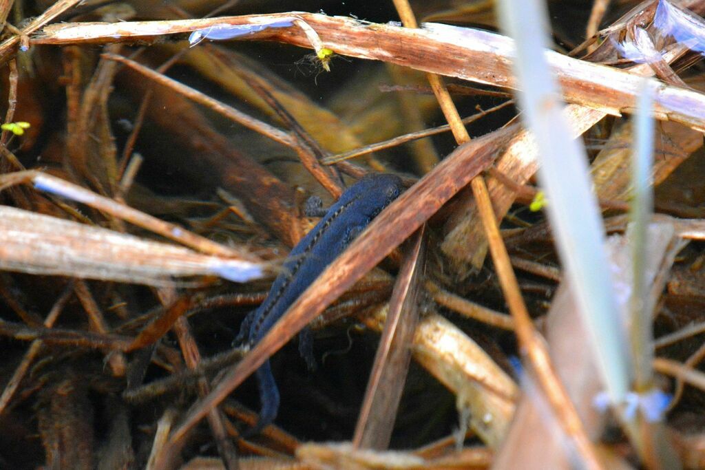 Alpine Newt from nowosądecki, Polska on April 22, 2021 at 04:48 PM by ...