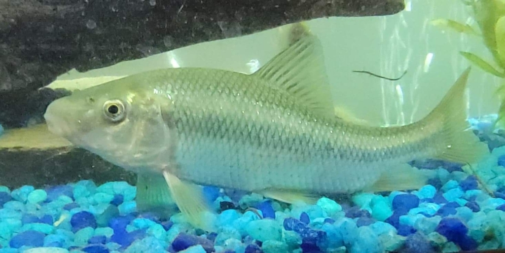 Eastern Creek Chubsucker from Macon, GA 31217, USA on June 28, 2022 at ...