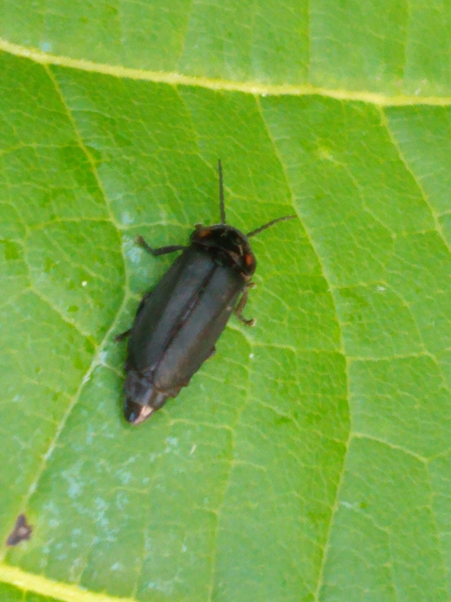 Pyropyga nigricans (Say, 1823)