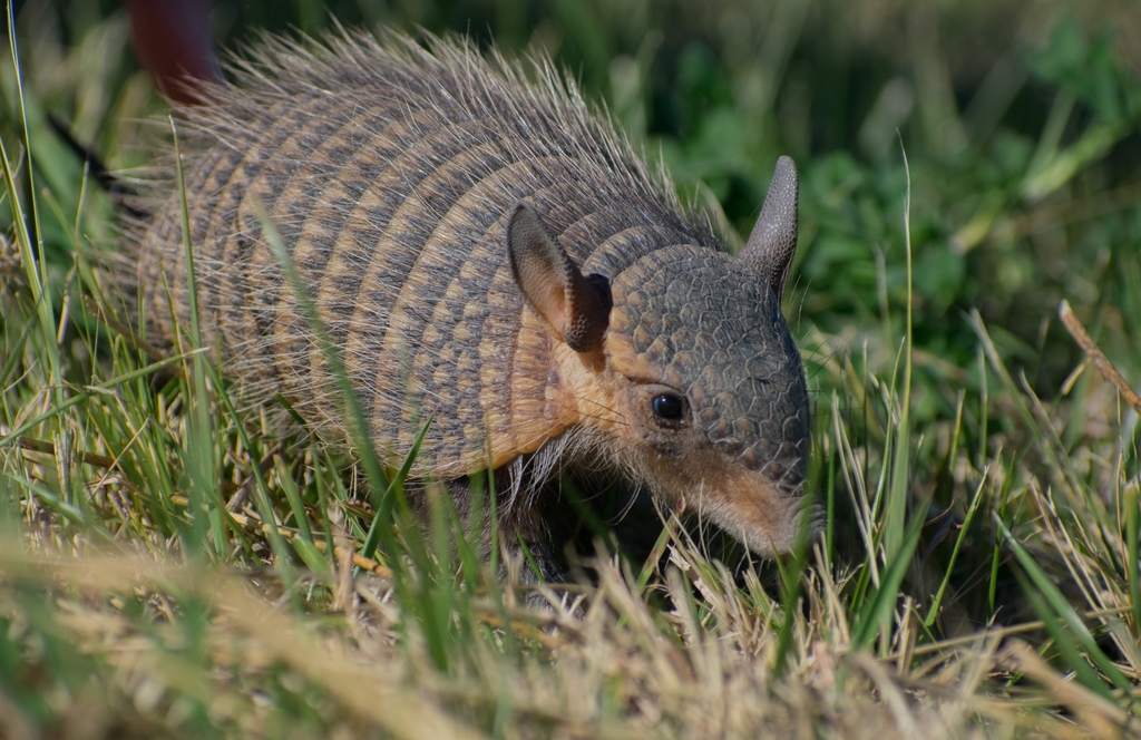 Screaming Hairy Armadillo (Chaetophractus vellerosus) - Know Your Mammals