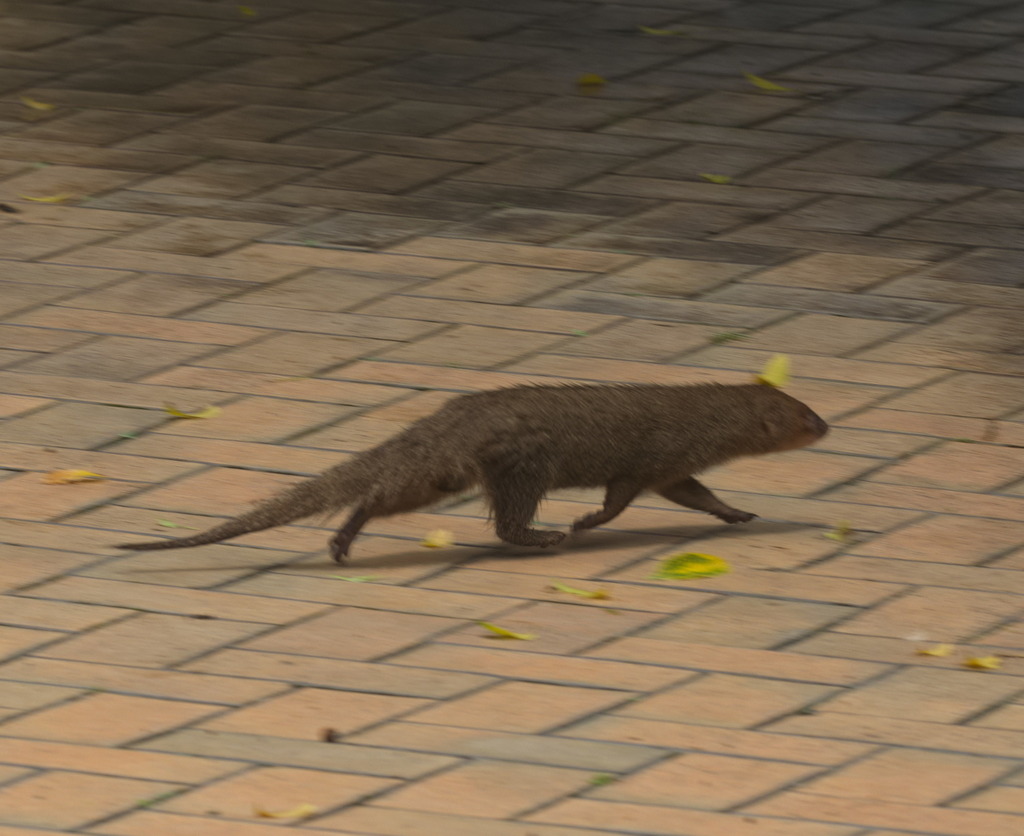 Javan Mongoose from Wetland Park, Hong Kong on July 8, 2018 at 01:31 PM ...
