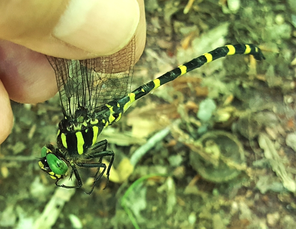 Tiger Spiketail in June 2022 by David Hochadel · iNaturalist