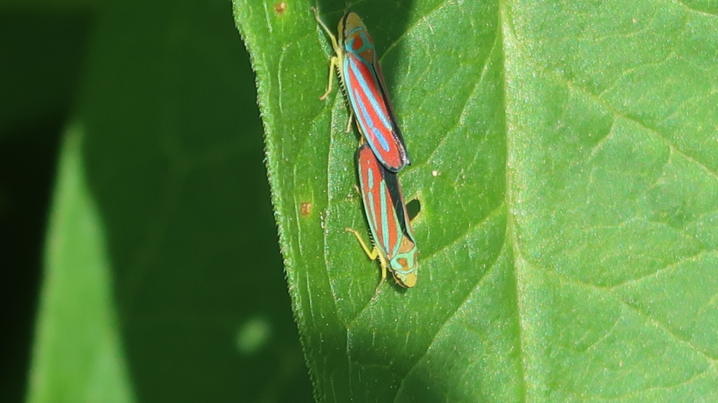 Red-banded Leafhopper from Port Colborne, ON, Canada on June 27, 2022 ...