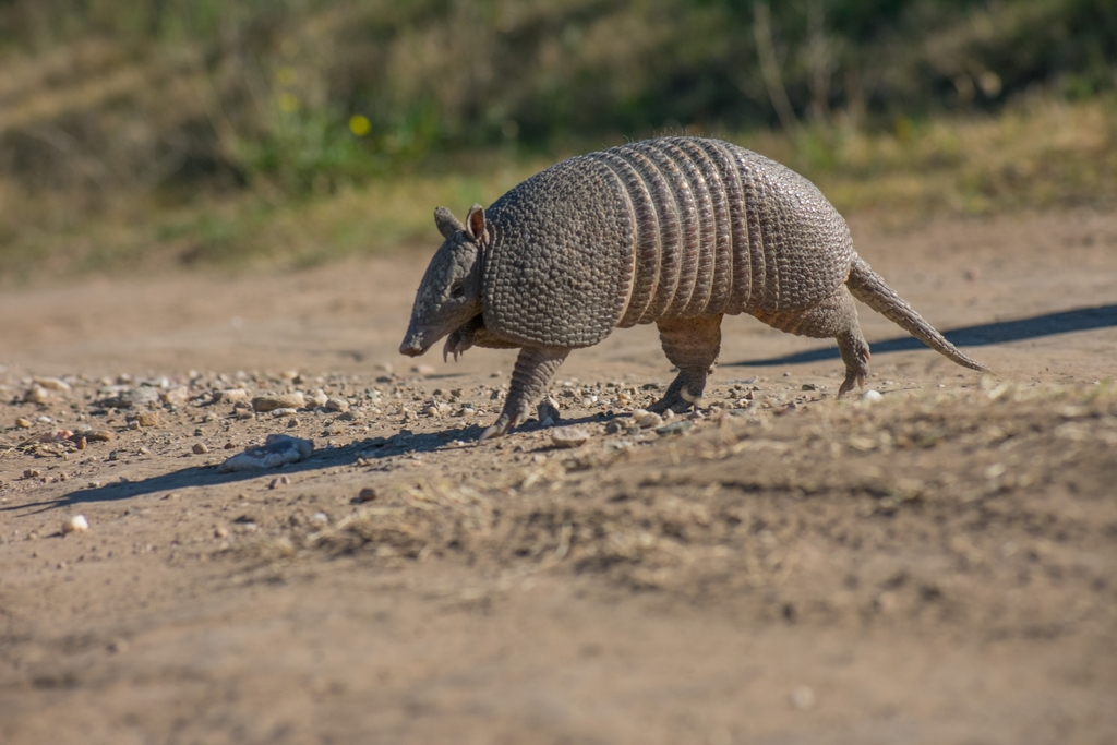 Southern Seven-banded Armadillo in May 2022 by Damián Ganime · iNaturalist
