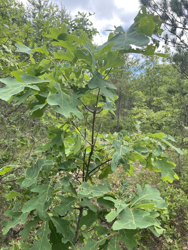 white oak from Grayling, MI, US on June 27, 2022 at 04:05 PM by ...