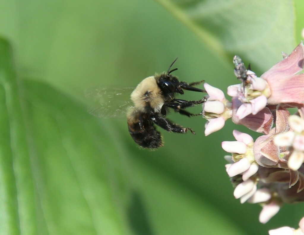 Abrupt Digger Bee from Boone County, IL, USA on June 28, 2022 at 09:15 ...