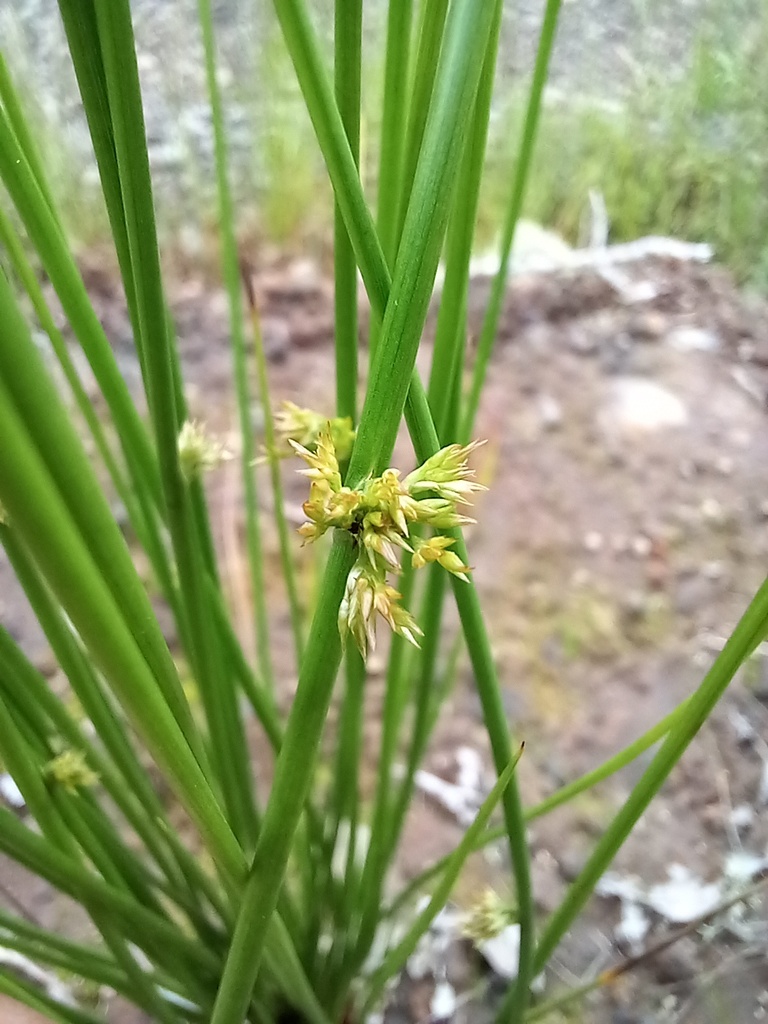 Soft Rush from Pico das Pedras, Santana on June 28, 2022 at 06:26 PM by ...
