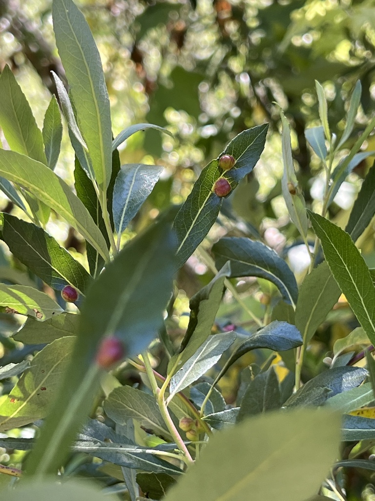 Willow Apple Gall Sawfly from Monarch Butterfly Natural Preserve, Santa ...