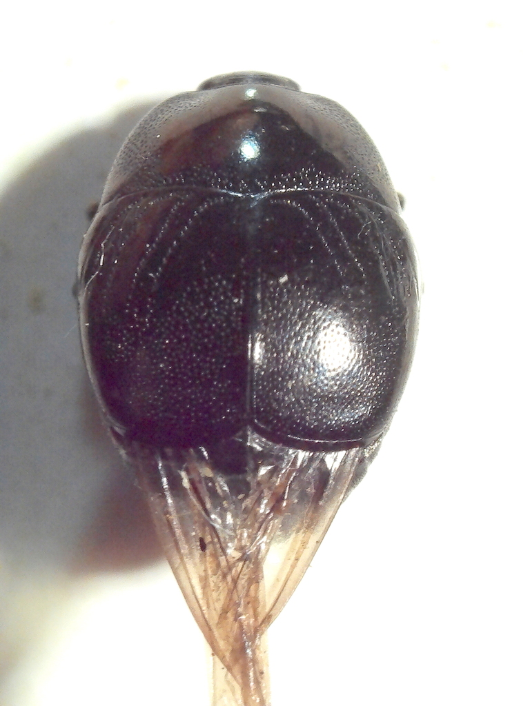 Saprinus subnitescens from Artigues, 31310 Montbrun-Bocage, France on ...