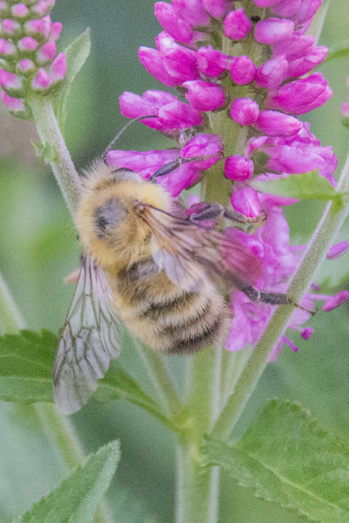 Perplexing Bumble Bee from Burke VA, USA on June 23, 2022 at 07:21 PM ...