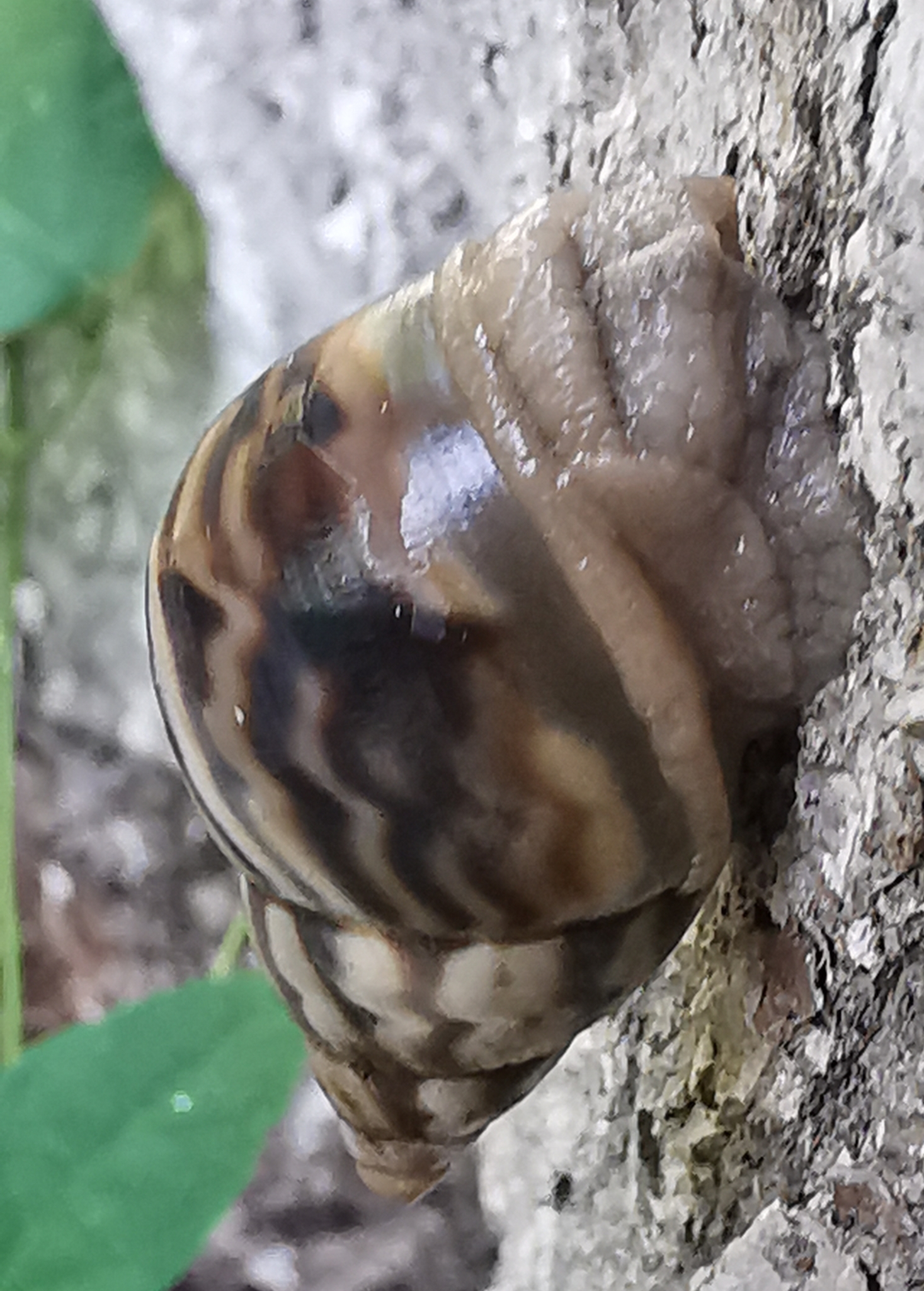 Orthalicus princeps (Broderip, 1833)