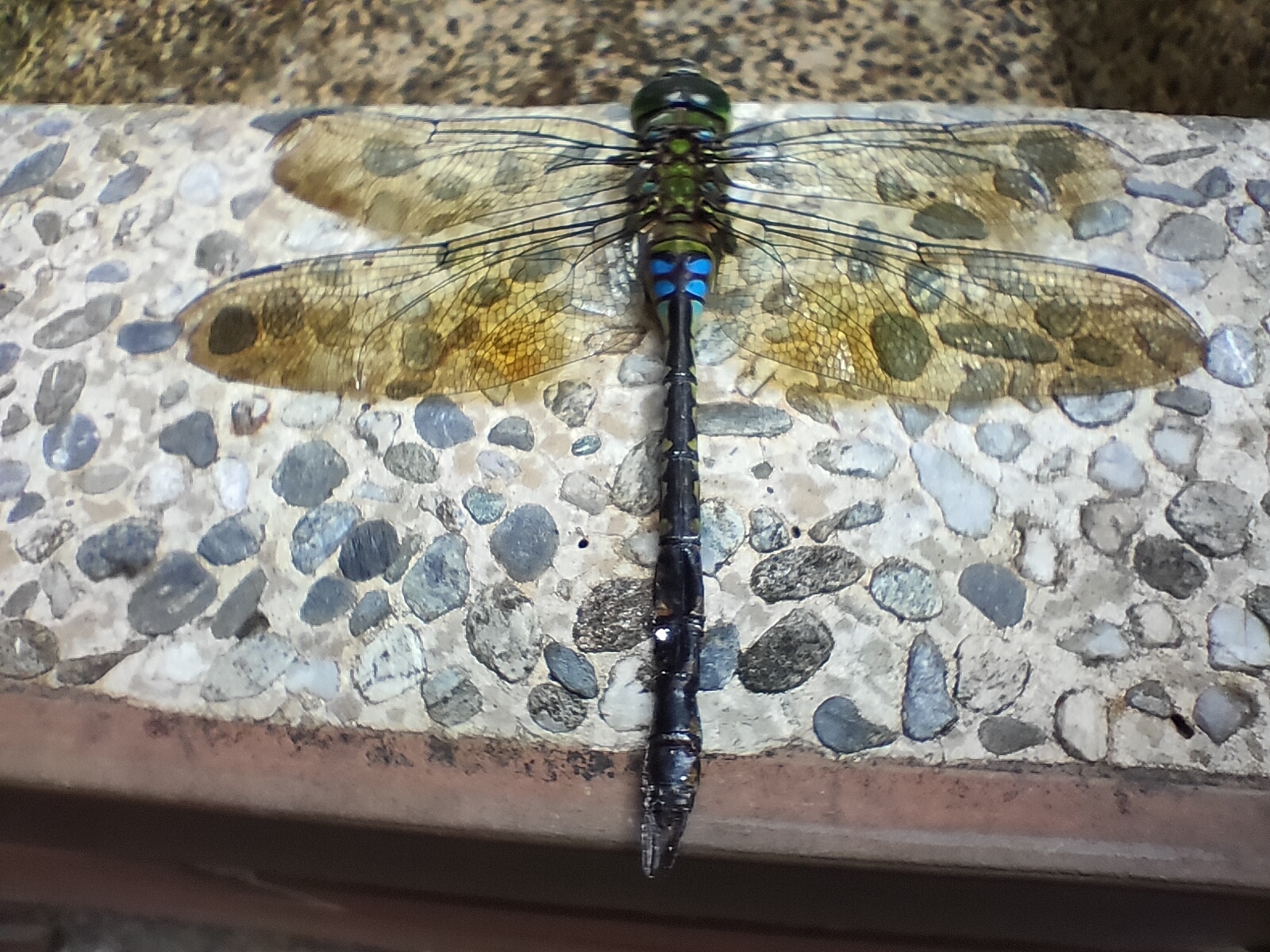 Anax panybeus Hagen, 1867