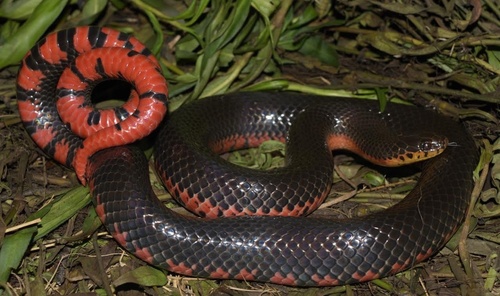 Western Mudsnake (Farancia abacura reinwardtii) - Snakes and Lizards