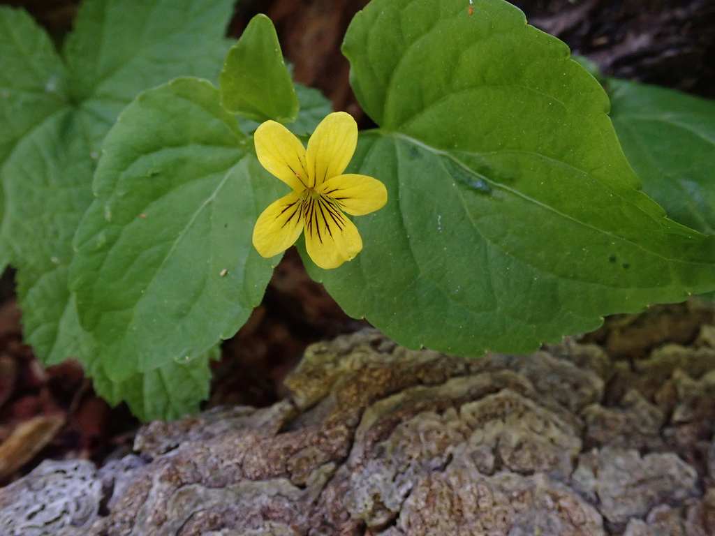 stream violet from El Dorado County, CA, USA on June 28, 2022 at 10:13 ...
