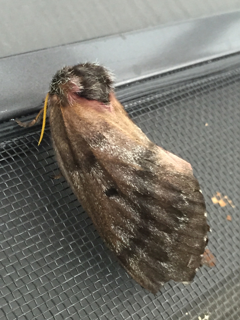 Pandora Pinemoth (Bugs of Barr Lake State Park) · iNaturalist