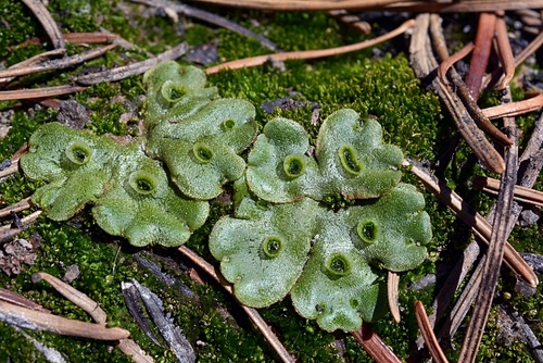 Observations by mtash · iNaturalist