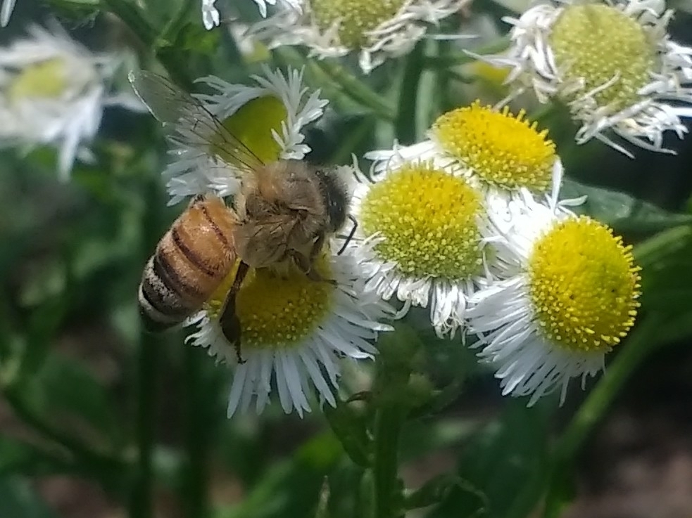 Western Honey Bee in June 2022 by Pam Phillips. On fleabane · iNaturalist