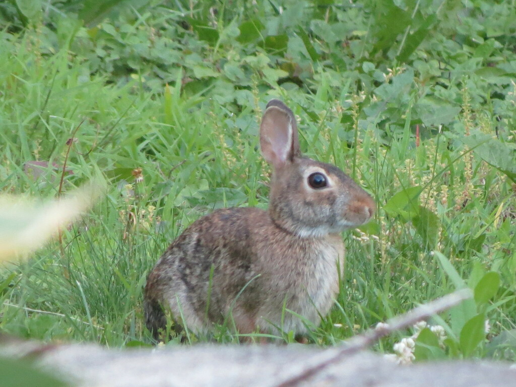 Eastern Cottontail from Rockford, IL, USA on June 28, 2022 at 07:31 PM ...
