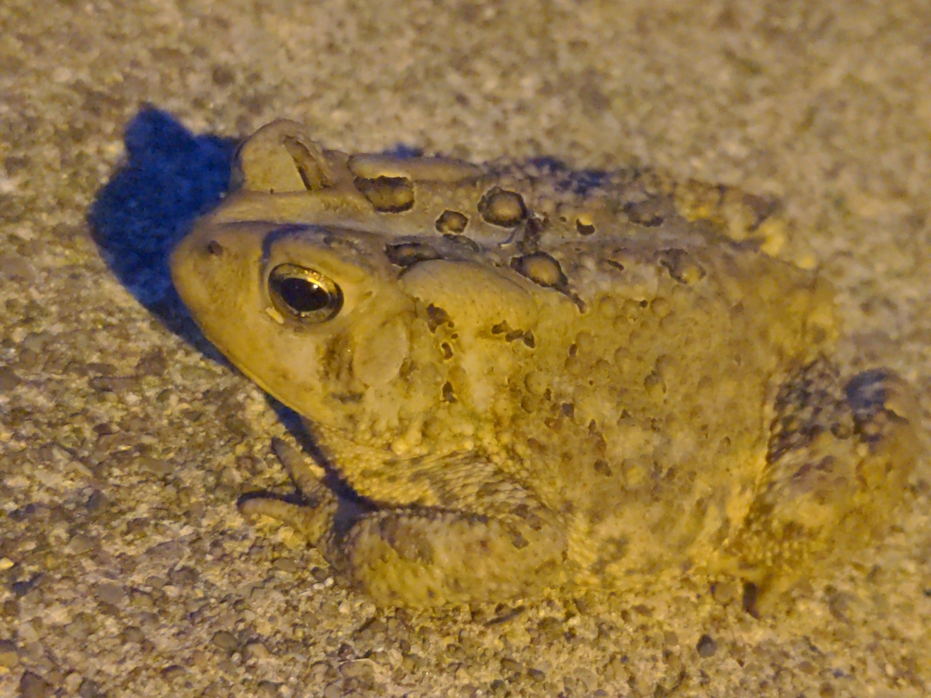 American Toad from Upper Township, OH 45638, USA on June 28, 2022 at 09 ...