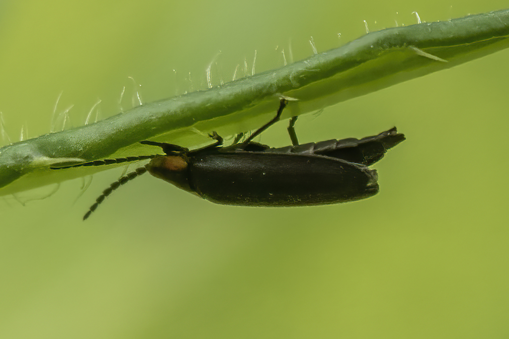Black Firefly from Winona County, MN, USA on June 28, 2022 at 11:17 AM ...