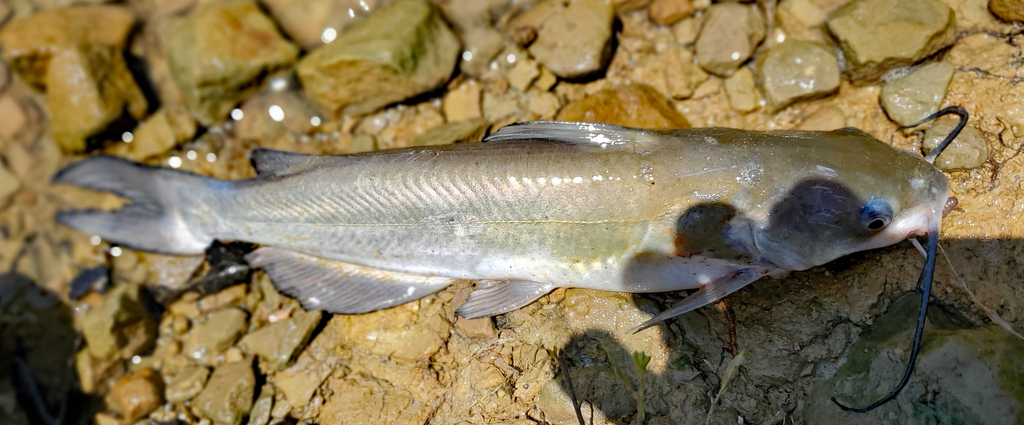 Channel Catfish from Pawnee County, OK, USA on June 26, 2022 at 02:01 ...