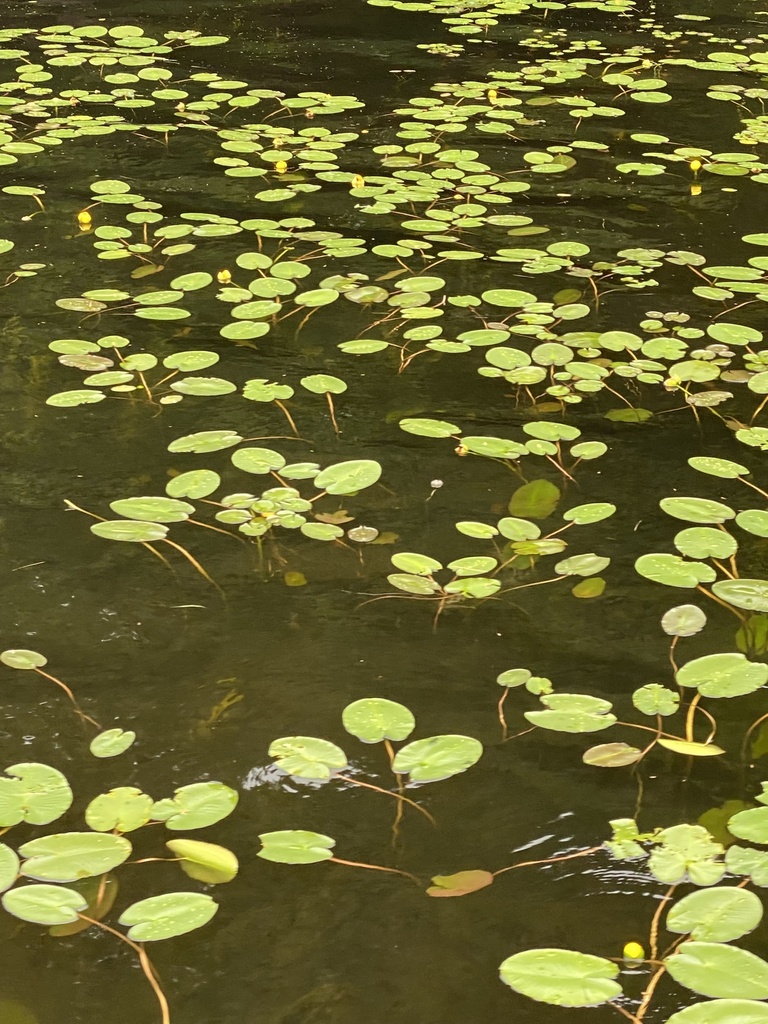 spatterdock from The Adirondack Park, Old Forge, NY, US on June 23 ...