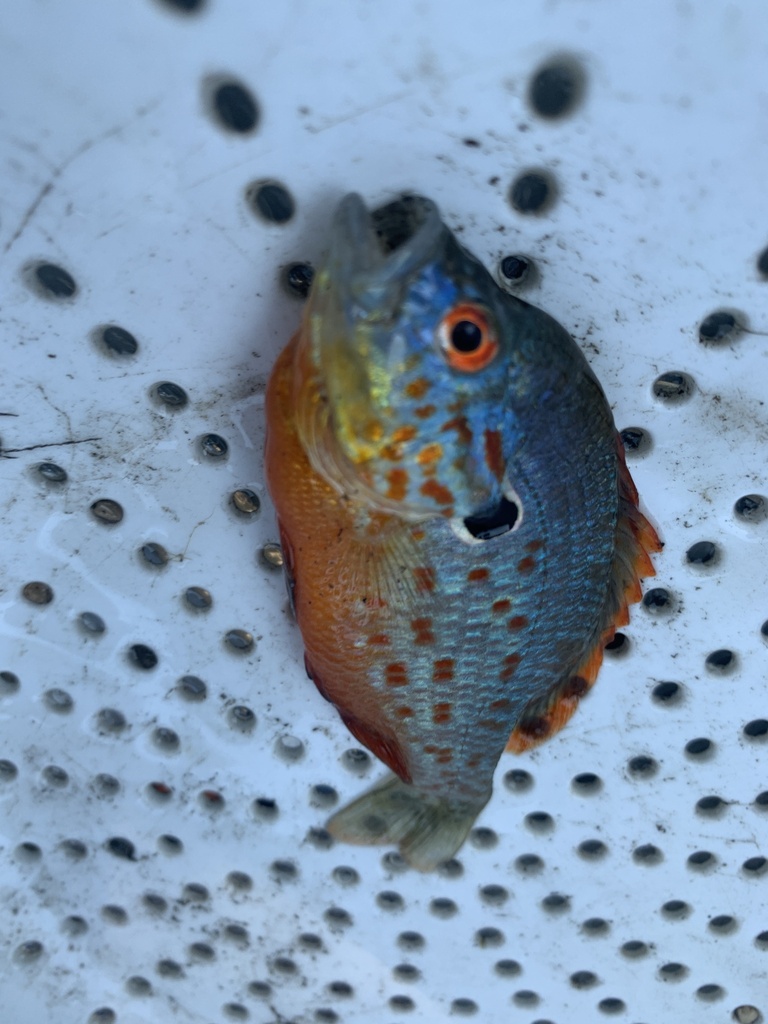 Orangespotted Sunfish in June 2022 by Edward Hicks · iNaturalist