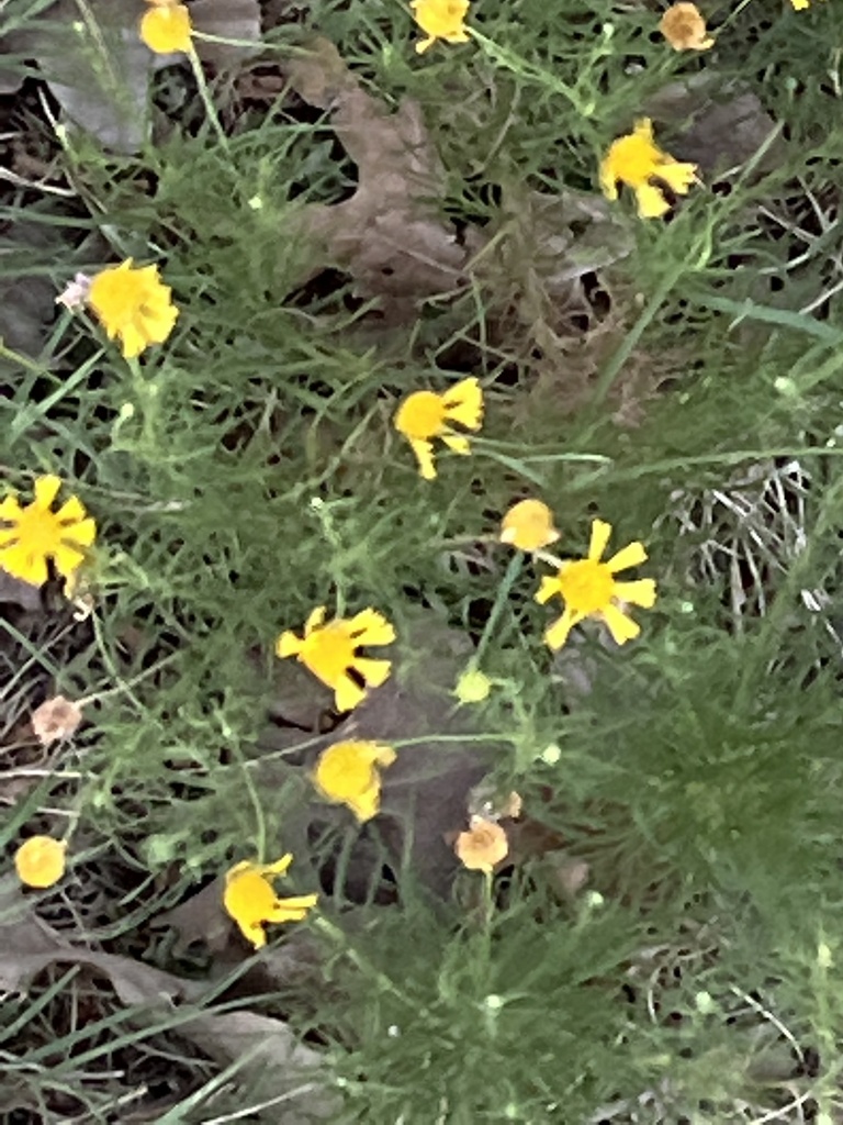 Bitterweed from Bay Meadow Dr, Denton, TX, US on June 28, 2022 at 08:52 ...