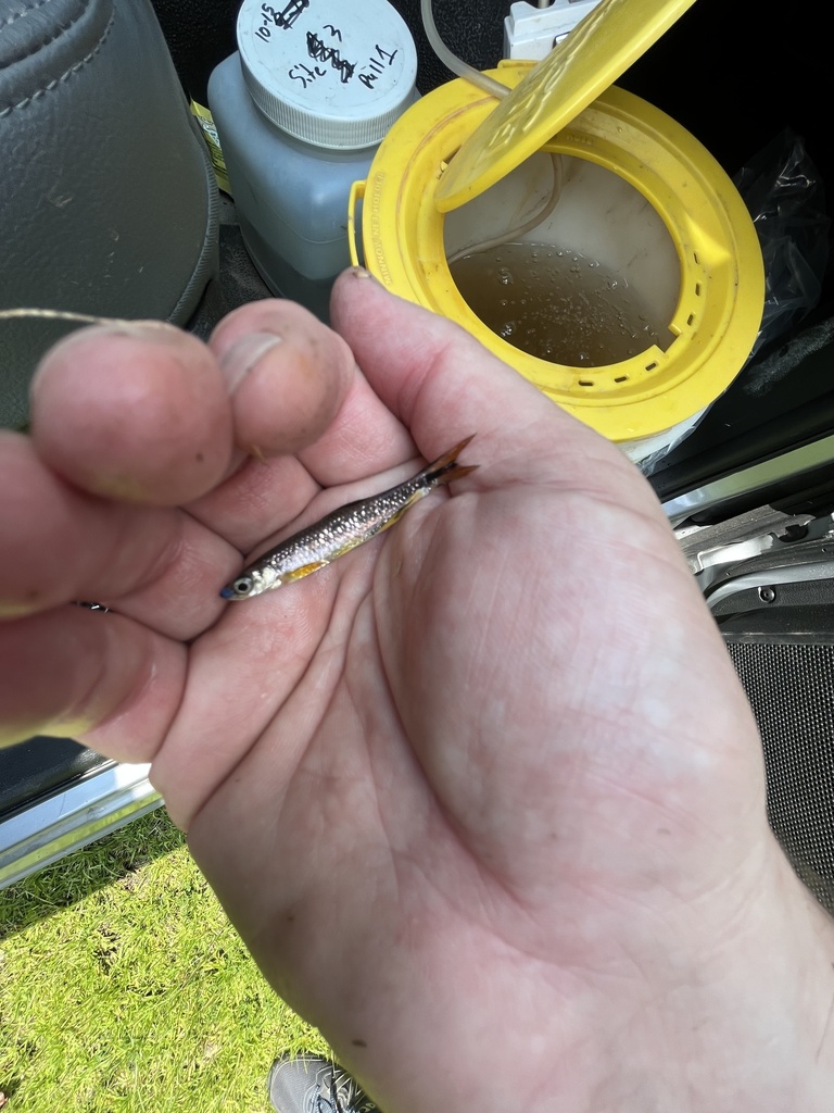 Bluenose Shiner in June 2022 by Robby Maxwell · iNaturalist