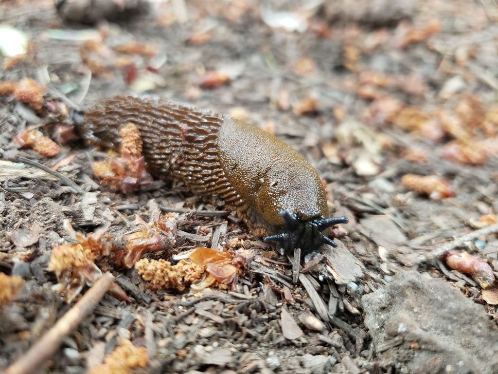 ater-group Arion Slugs from Seattle, WA 98110, USA on June 28, 2022 at ...