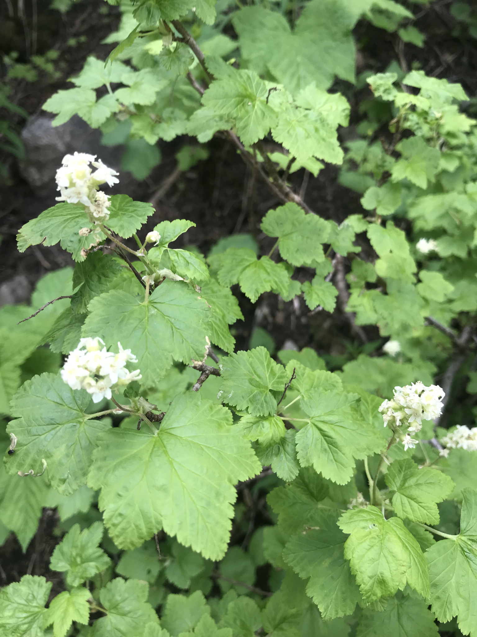 Ribes wolfii Rothr.