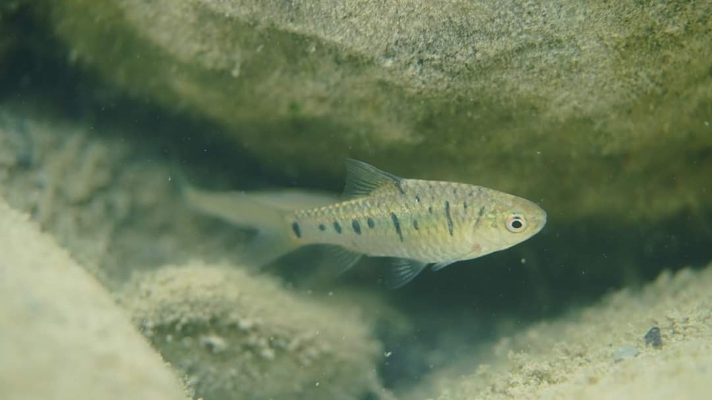 Chinese Barb from 846台灣高雄市杉林區集來里 on April 16, 2022 by 魚邪 · iNaturalist