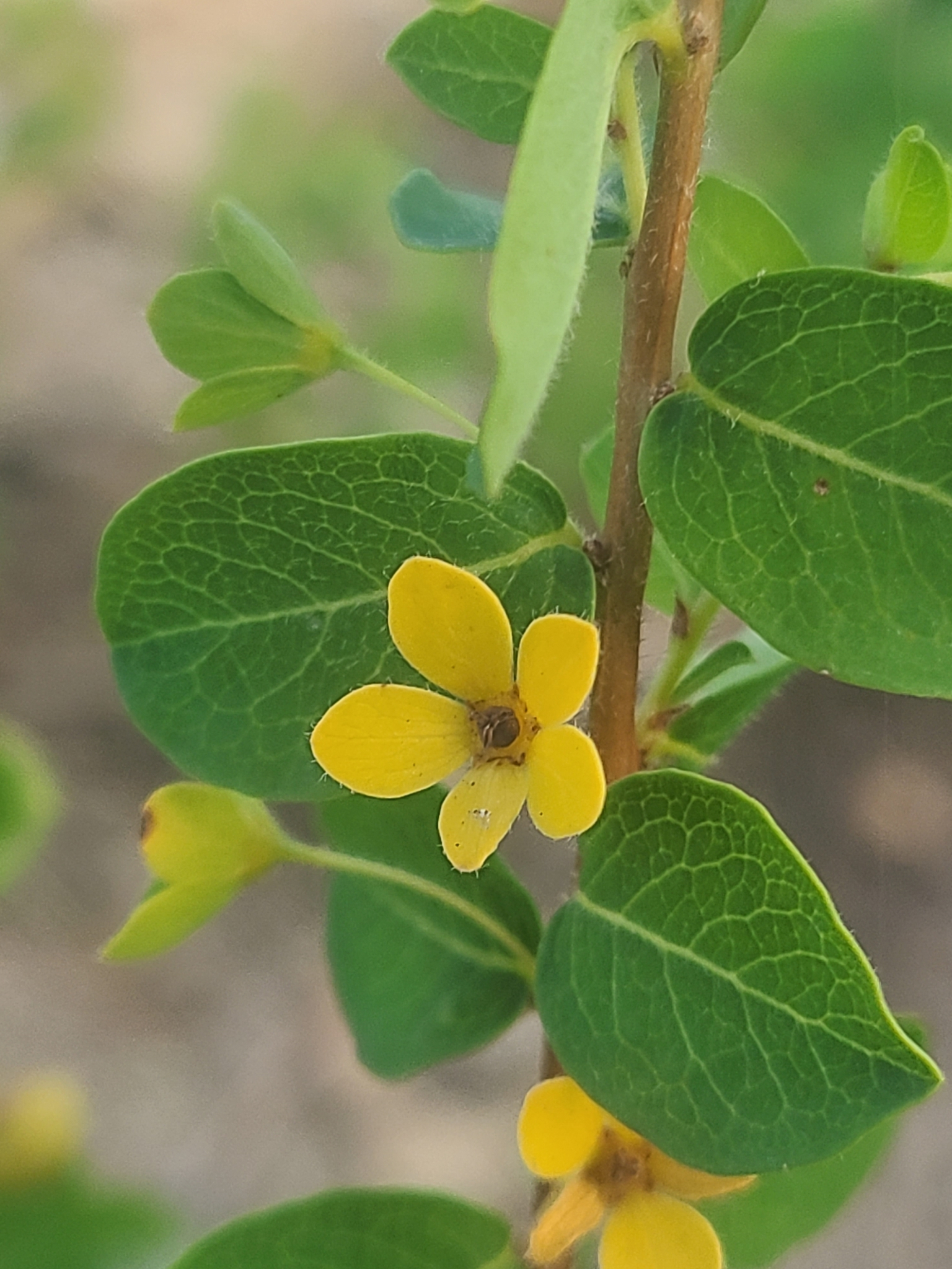 Phyllanthopsis phyllanthoides (Nutt.) Voronts. & Petra Hoffm.