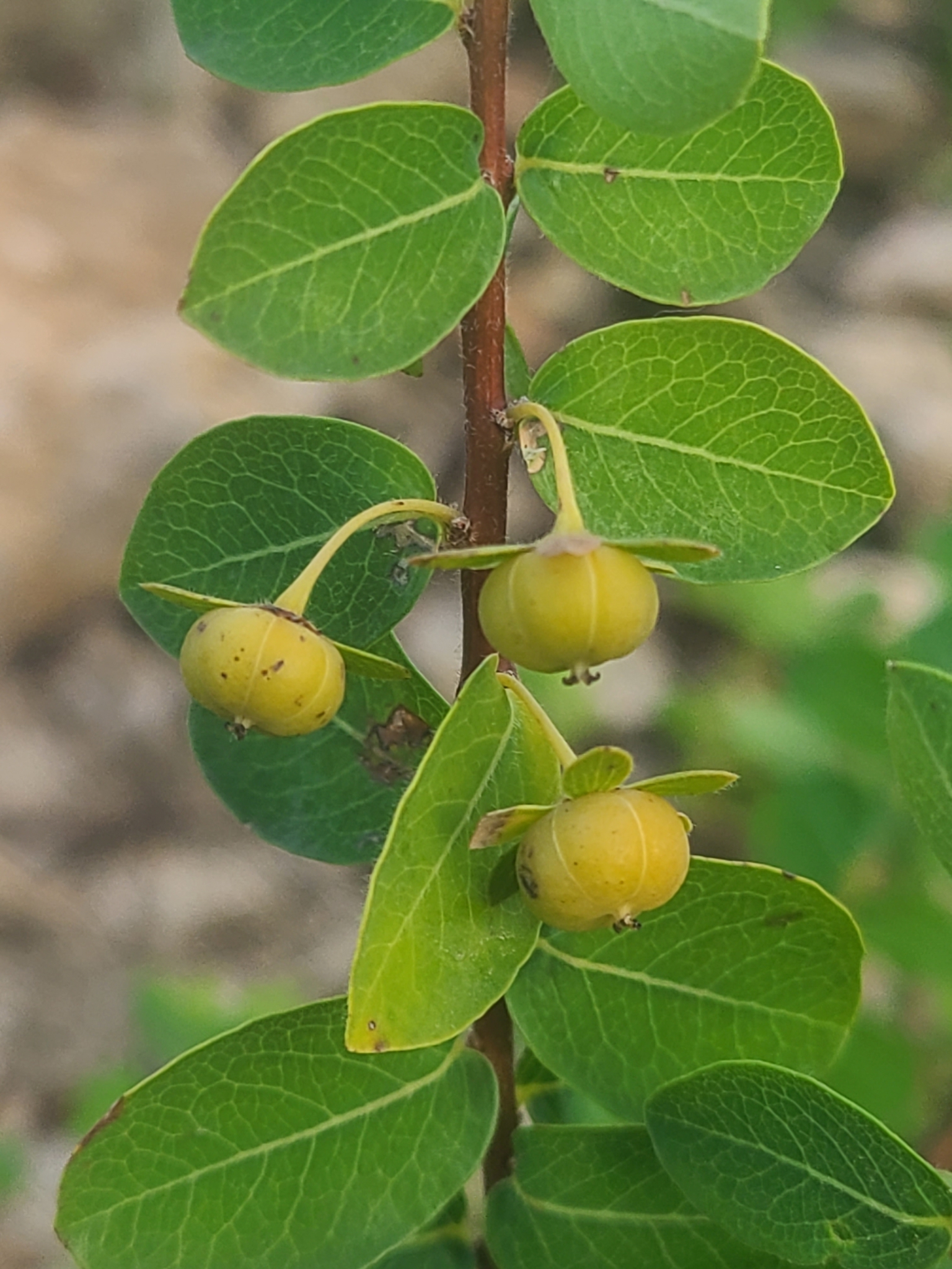 Phyllanthopsis phyllanthoides (Nutt.) Voronts. & Petra Hoffm.