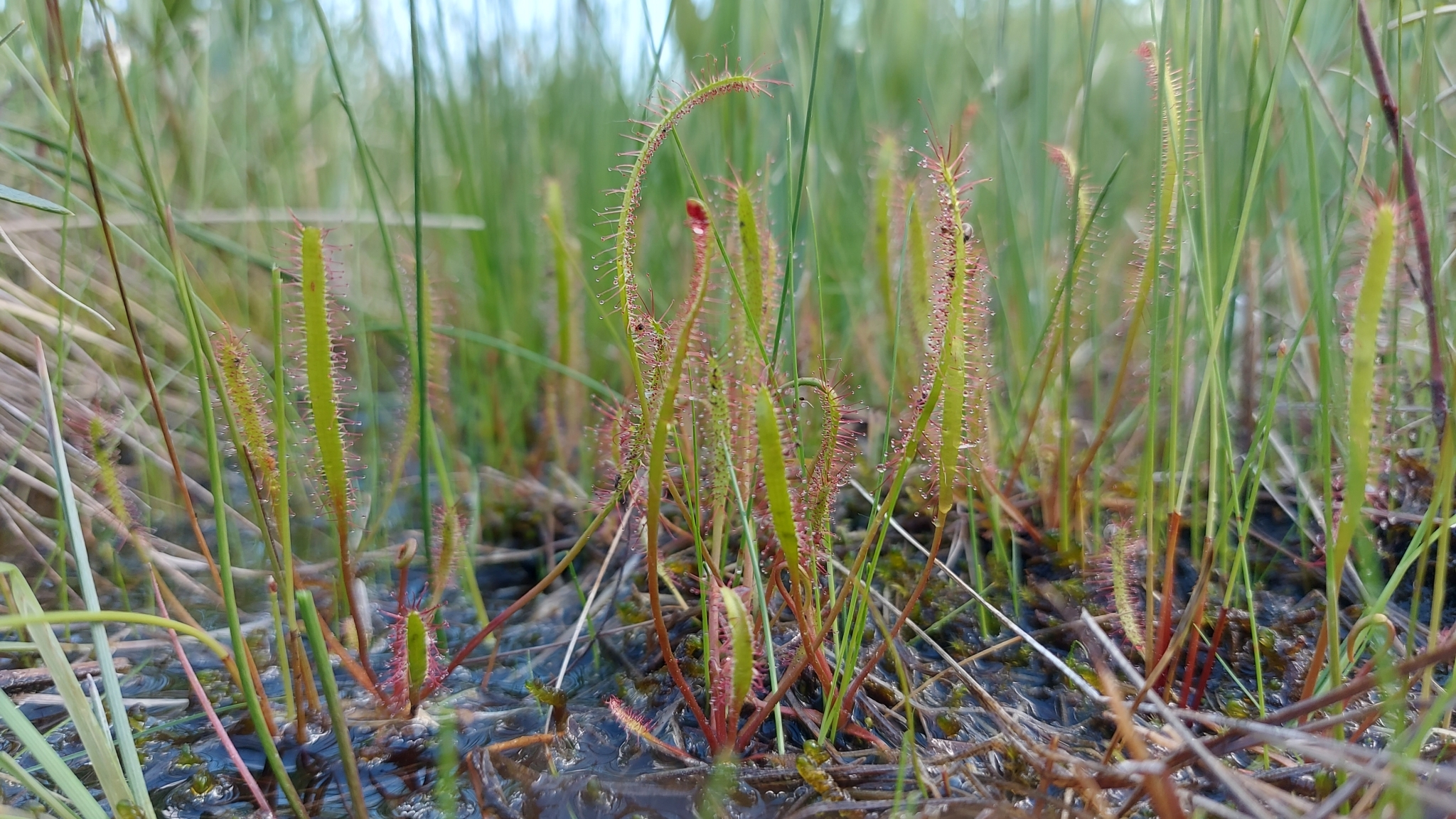 Drosera linearis Goldie