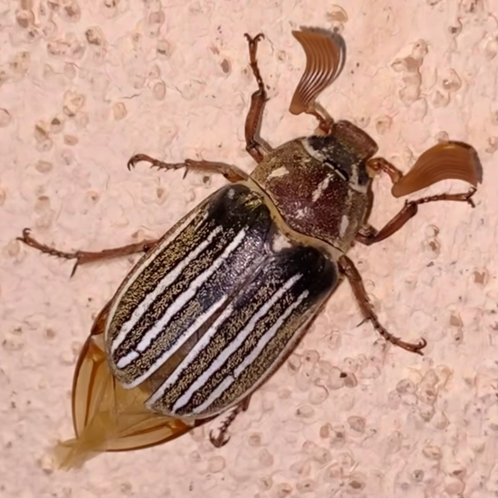 Ten-lined June Beetle in June 2022 by Elliott Gordon. Gorgeous male ...