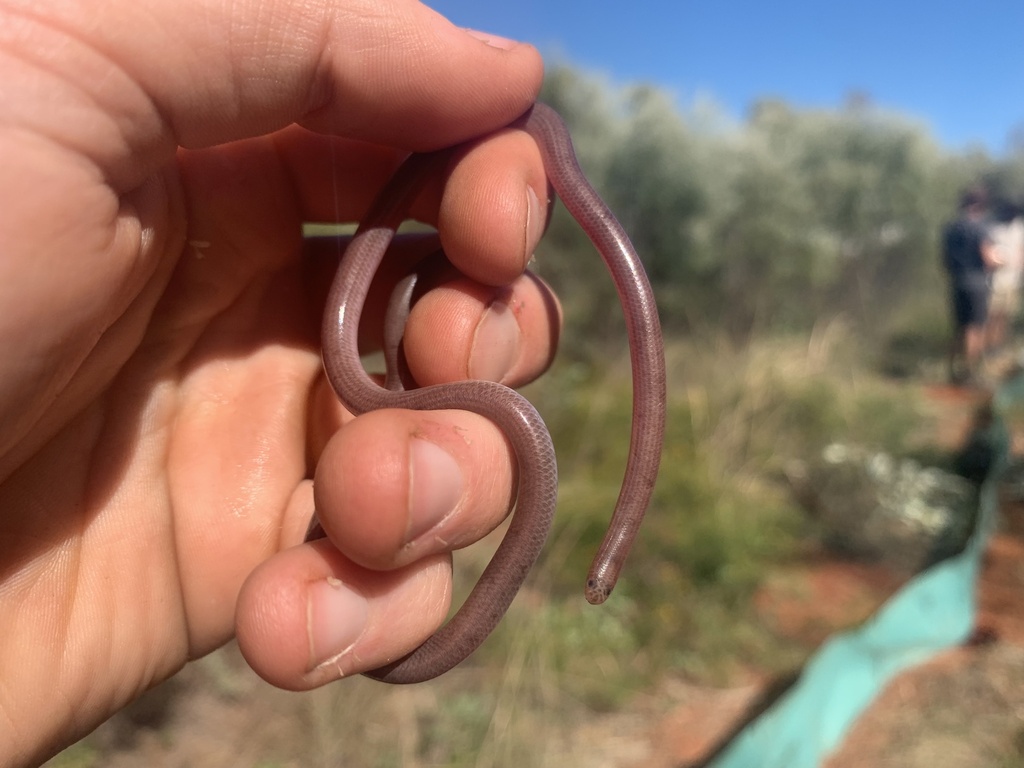 Northern Blind Snake from Broome Ward, Bilingurr, WA, AU on June 29 ...