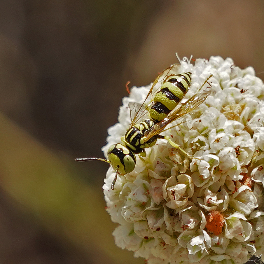 Beewolves from Santa Ana River East, Yorba Linda, CA, USA on June 28 ...