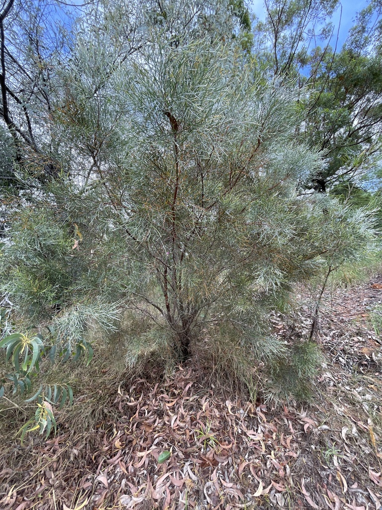 Jacksonia thesioides from Cook, AU-QL, AU on June 29, 2022 at 10:39 AM ...
