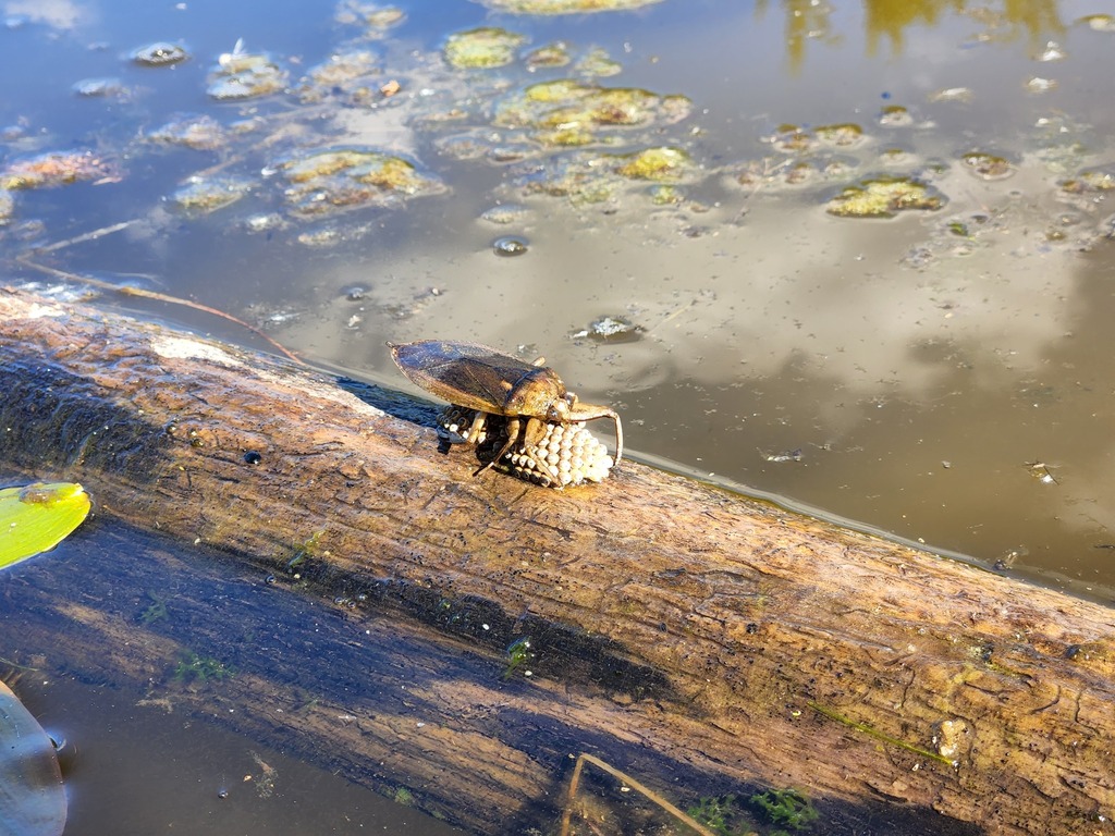American Giant Water Bug in June 2022 by Danna Schock · iNaturalist