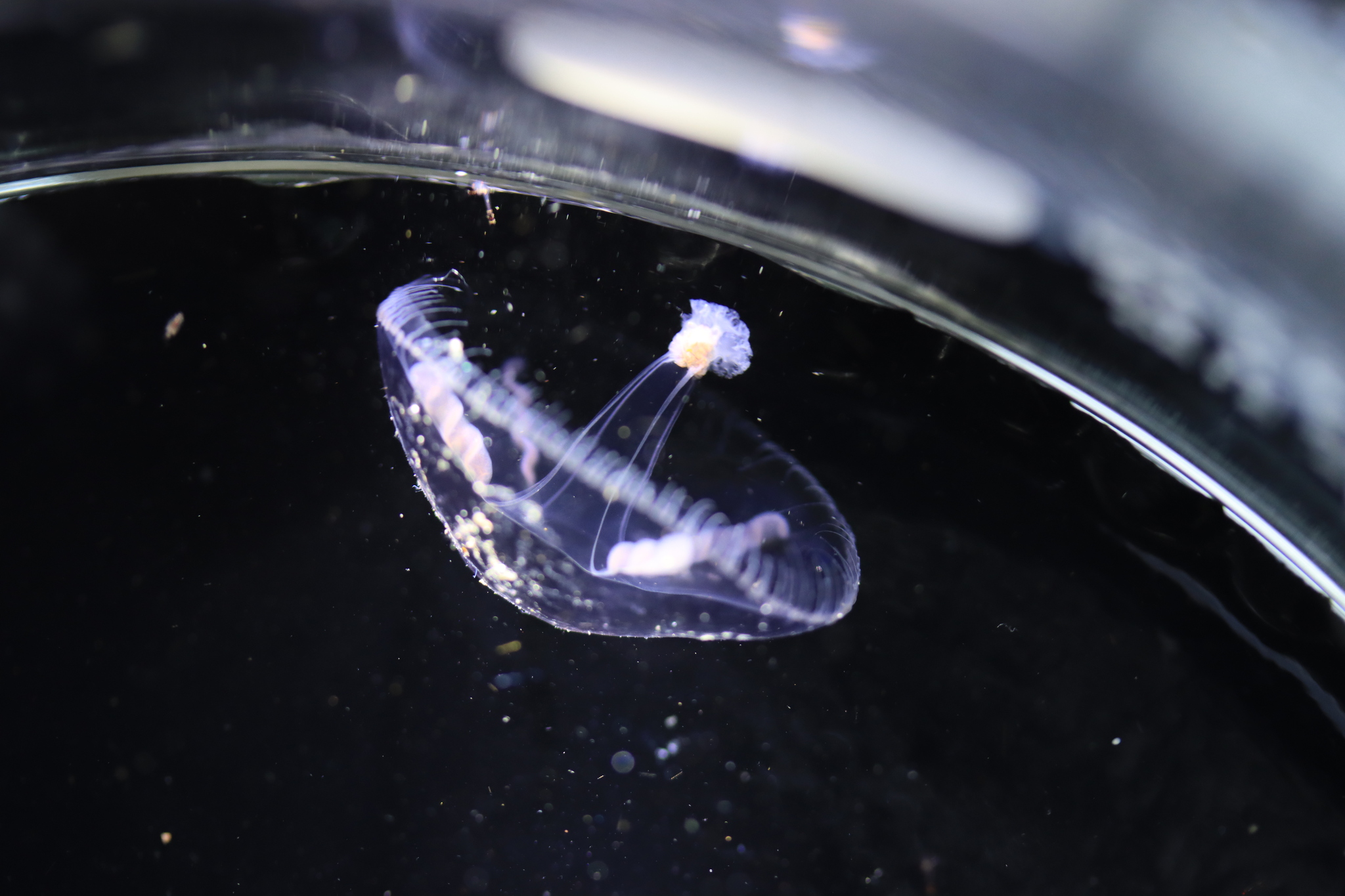 Eutonina indicans (Romanes, 1876)