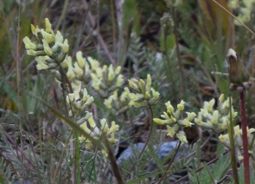 Maydell's Point-vetch from Stikine Region, BC, Canada on July 3, 2018 ...