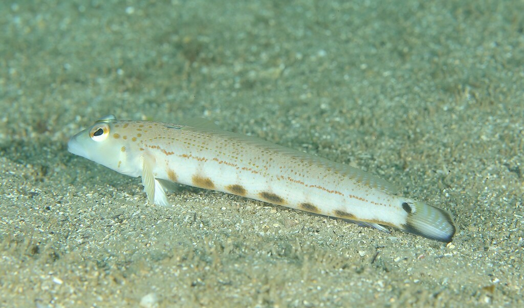 Spotted Grubfish (Fishes of Cabbage Tree Bay Aquatic Reserve, Sydney ...