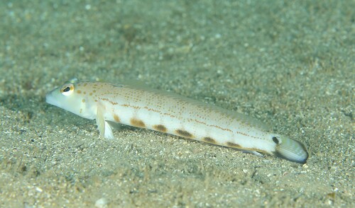 Spotted Grubfish (Fishes of Cabbage Tree Bay Aquatic Reserve, Sydney ...